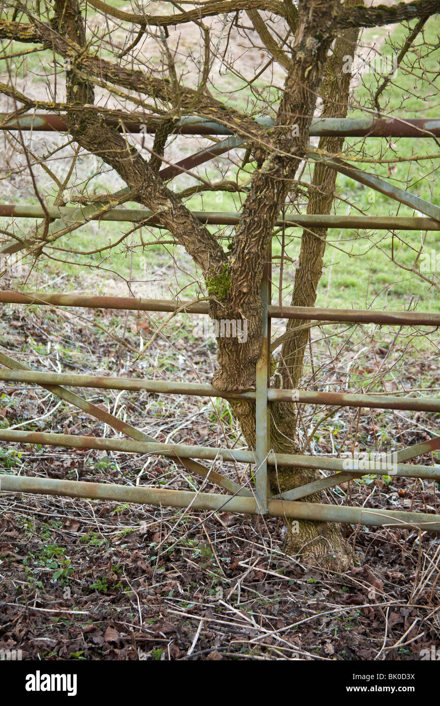 Old metal five bar farm gate, Hampshire, England Stock Photo - Alamy
