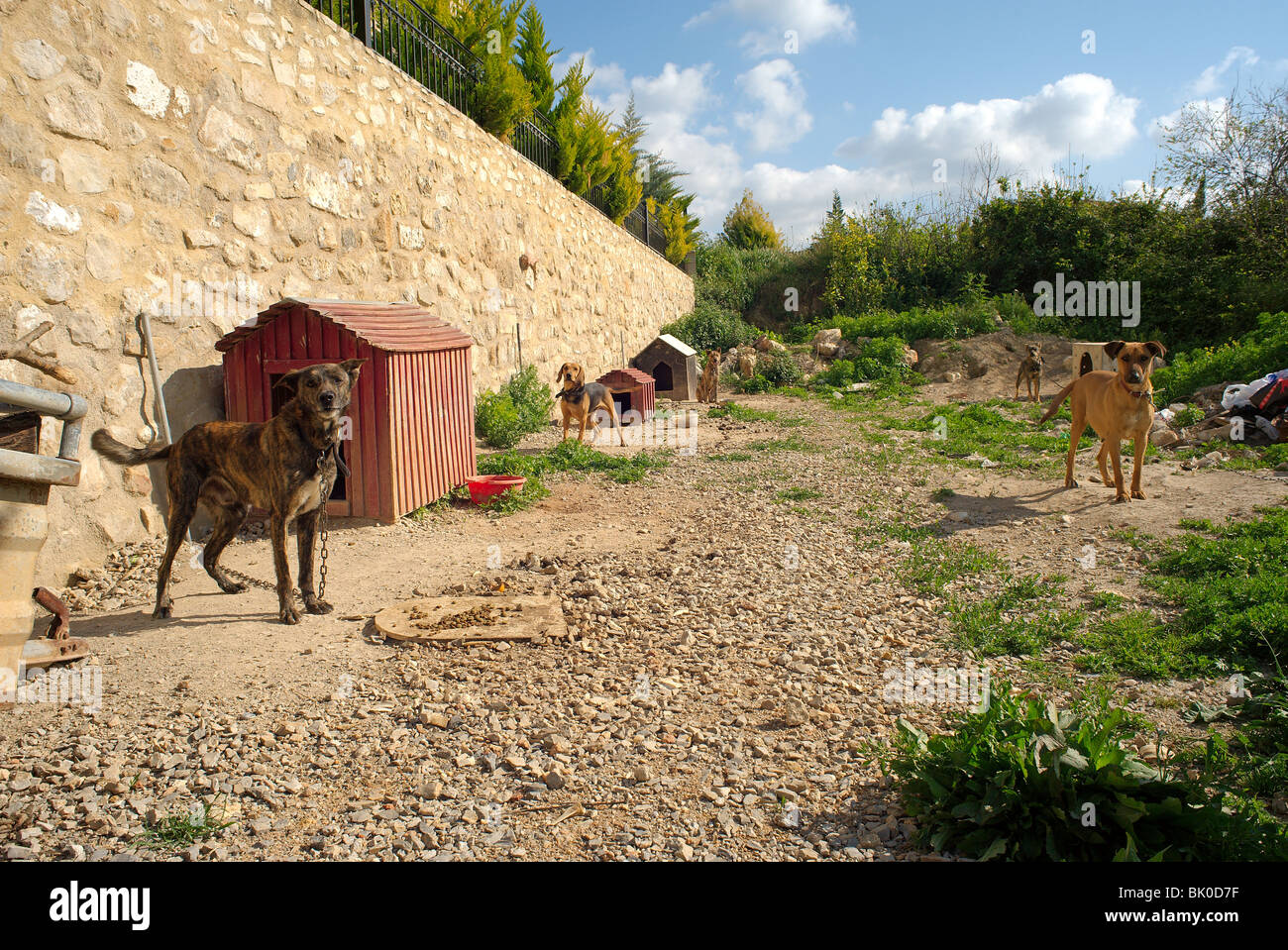Five chained up dogs, Crete Greece Stock Photo - Alamy