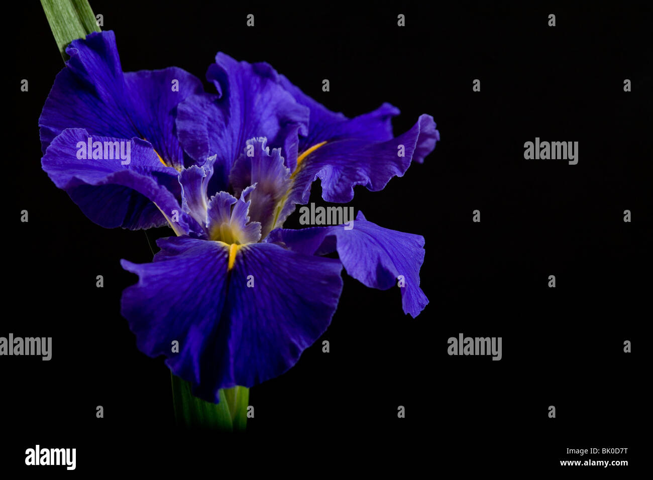 Bright Blue Iris High Resolution Stock Photography and Images - Alamy