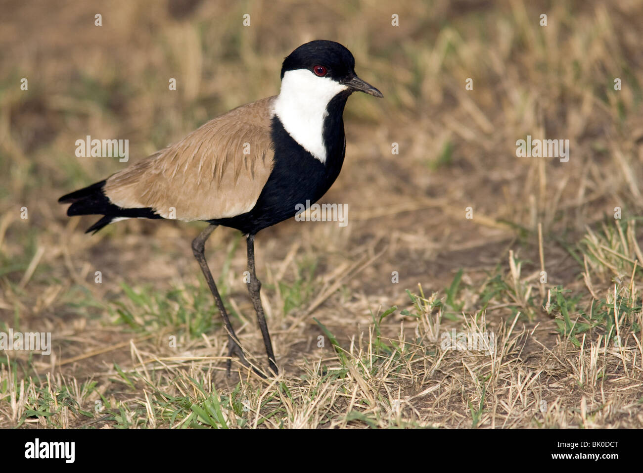 Spur-winged Lapwing - Masai Mara National Reserve, Kenya Stock Photo ...