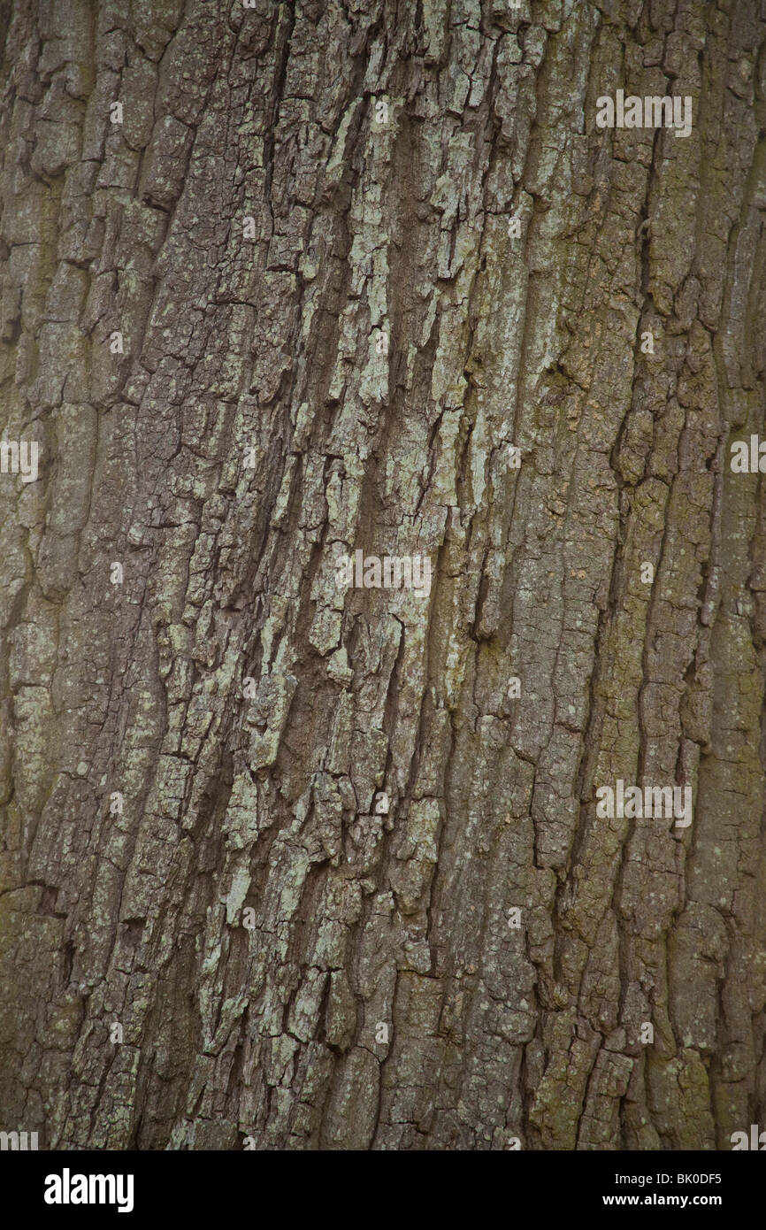 English oak bark hi-res stock photography and images - Alamy