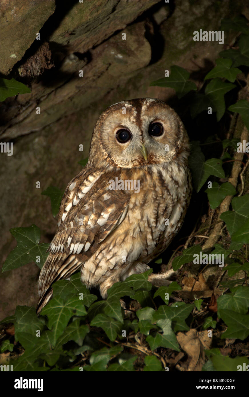 tawny owl strix aluco Stock Photo - Alamy