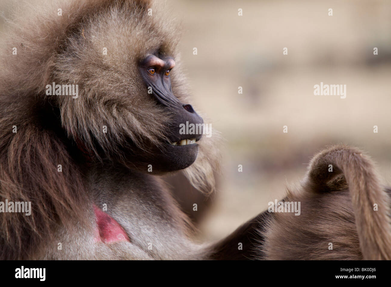 Escarpment red heart male angry hi-res stock photography and images - Alamy
