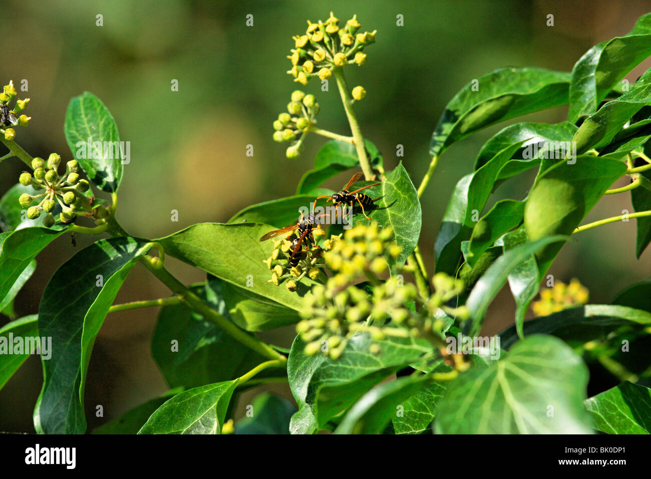 Mellinus arvensis hi-res stock photography and images - Alamy