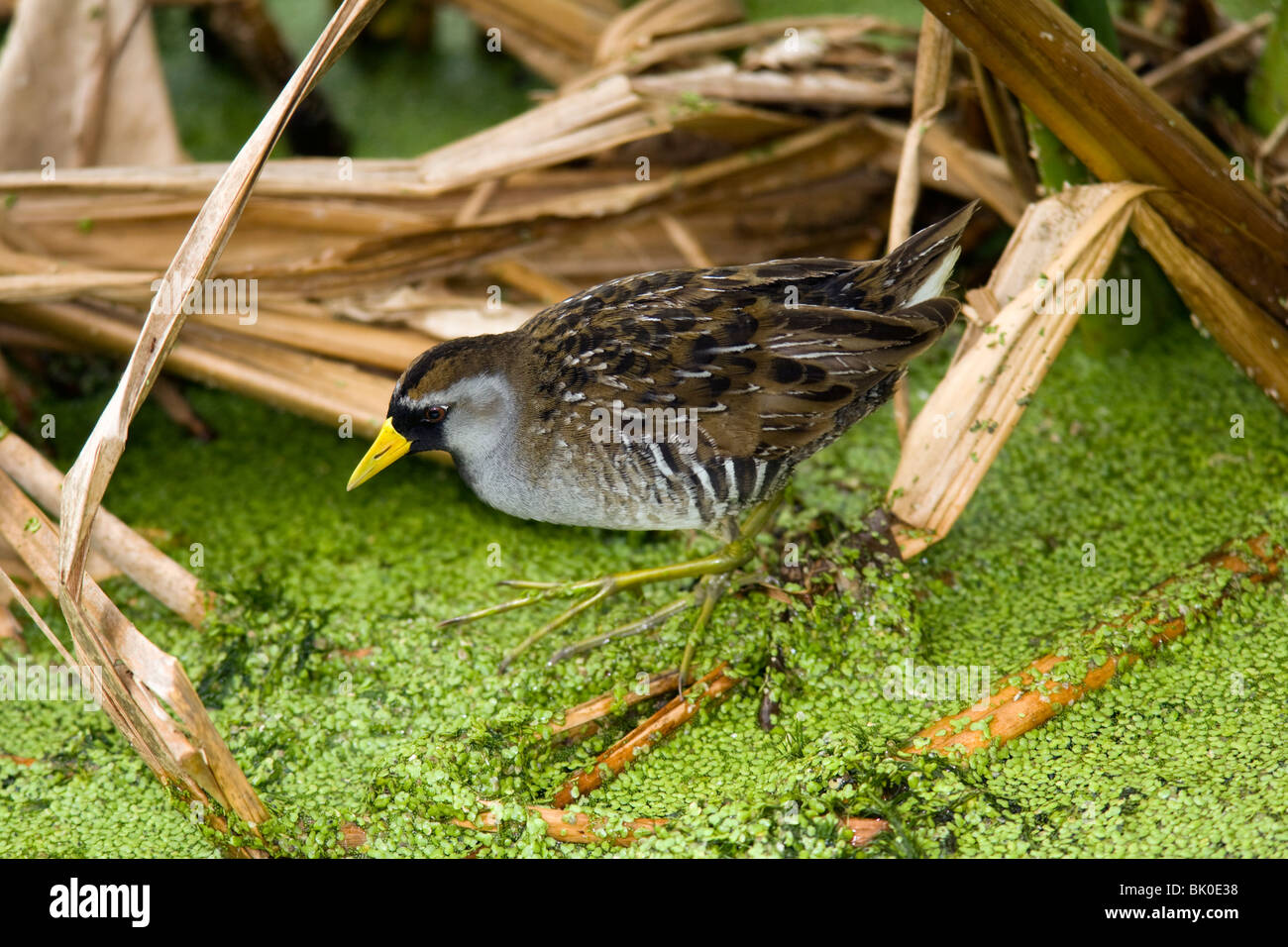 Sora Rail - Green Cay Wetlands - Delray Beach, Florida USA Stock Photo ...