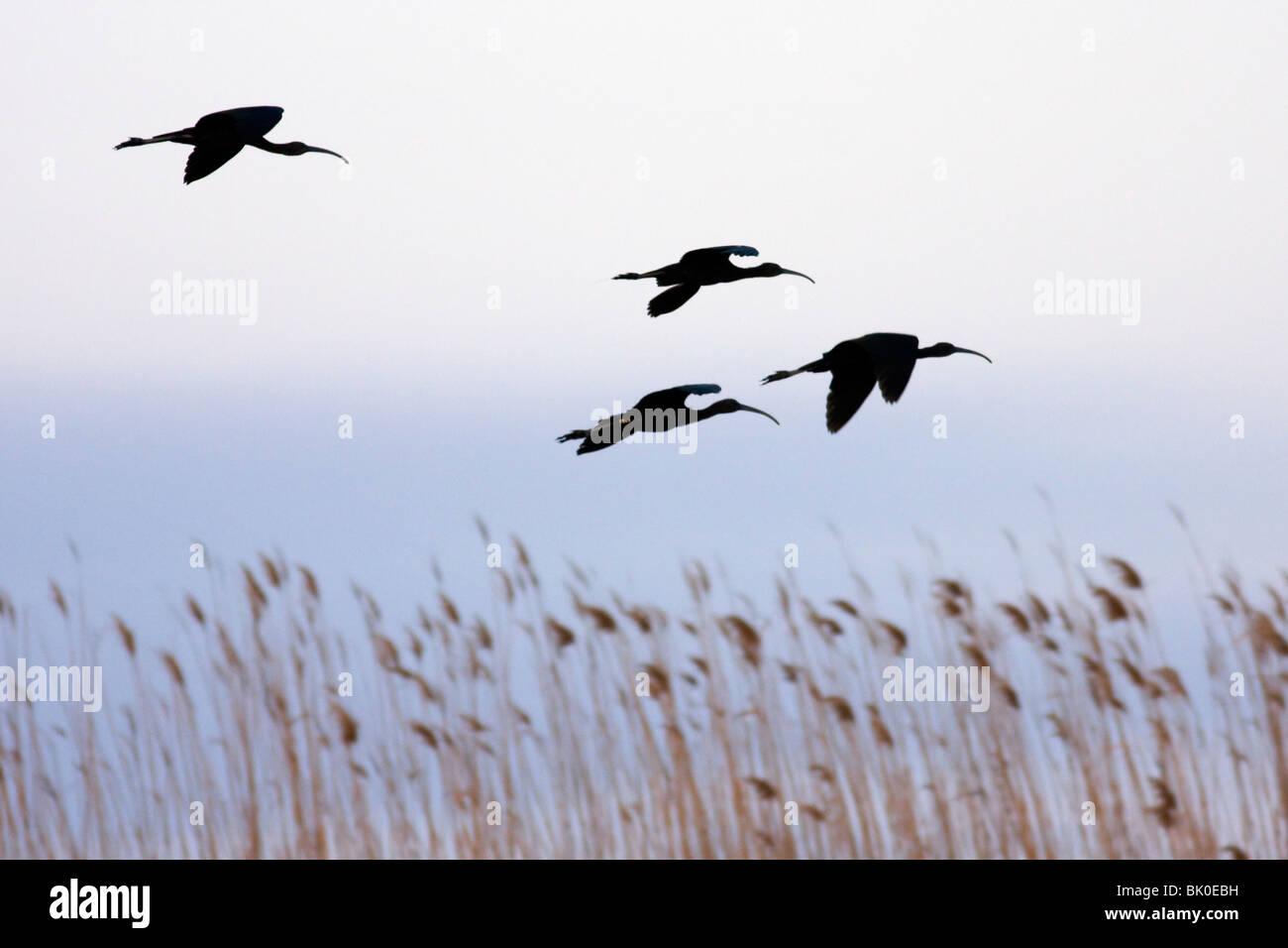 Ibis In Flight High Resolution Stock Photography and Images - Alamy