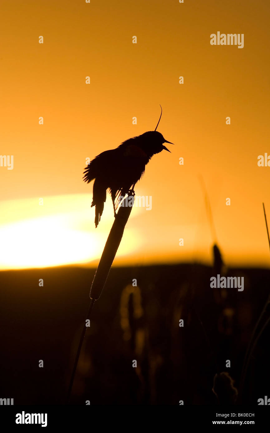 Red-Winged Blackbird in the sunset - Steamboat Rock State Park ...