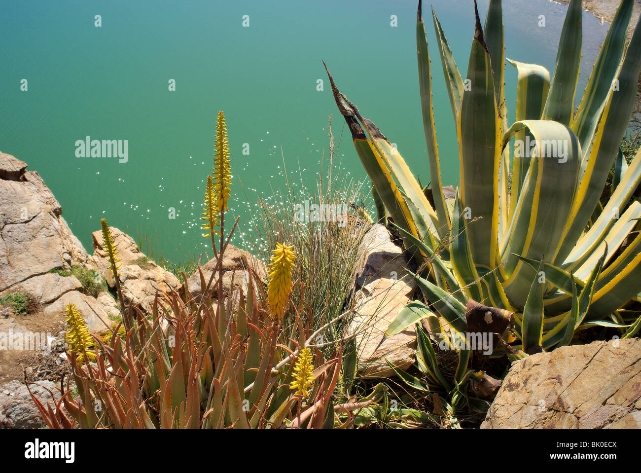 Wild aloe vera hi-res stock photography and images - Alamy