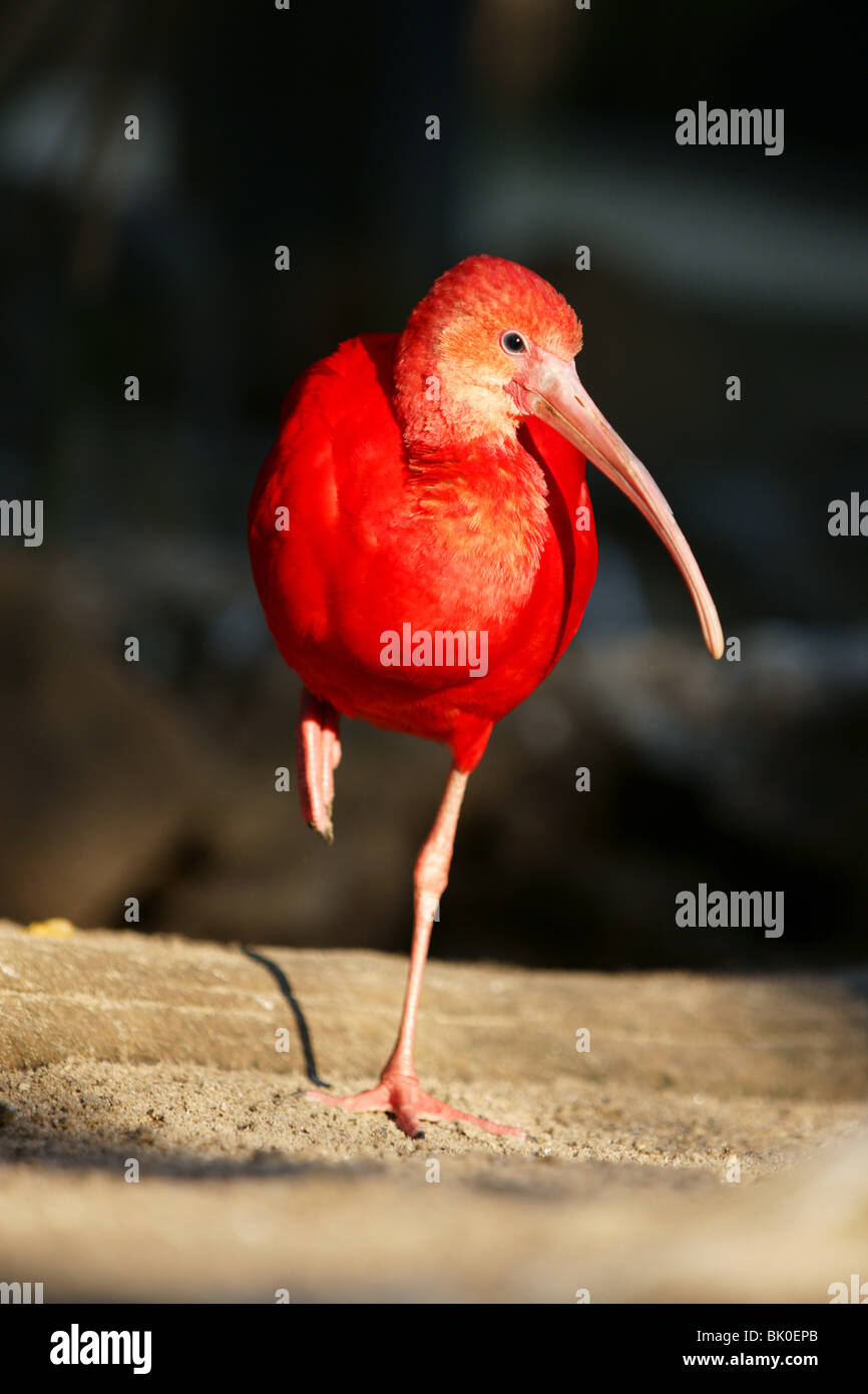 Red scarlet hi-res stock photography and images - Alamy