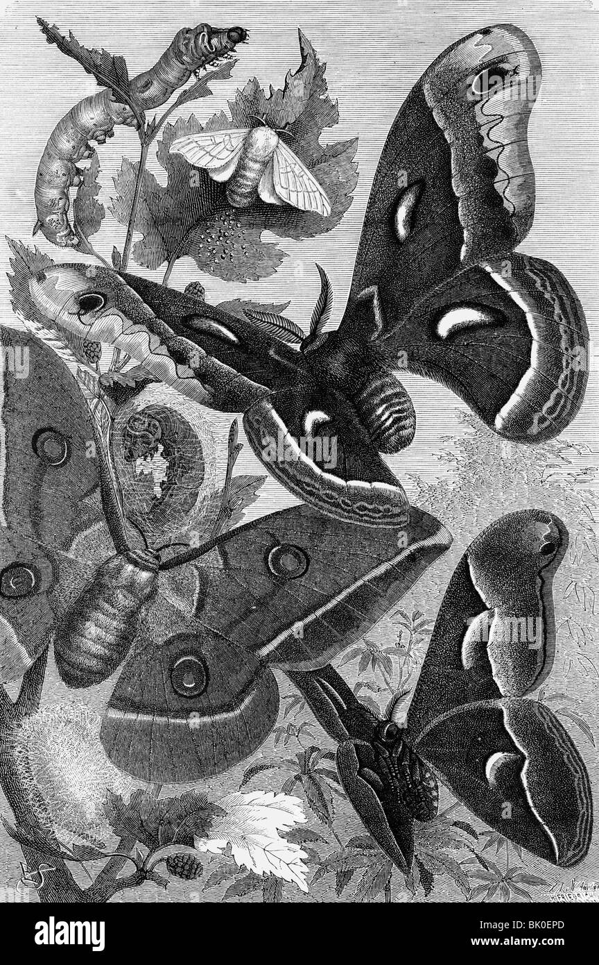 Chinese insects Black and White Stock Photos & Images - Alamy