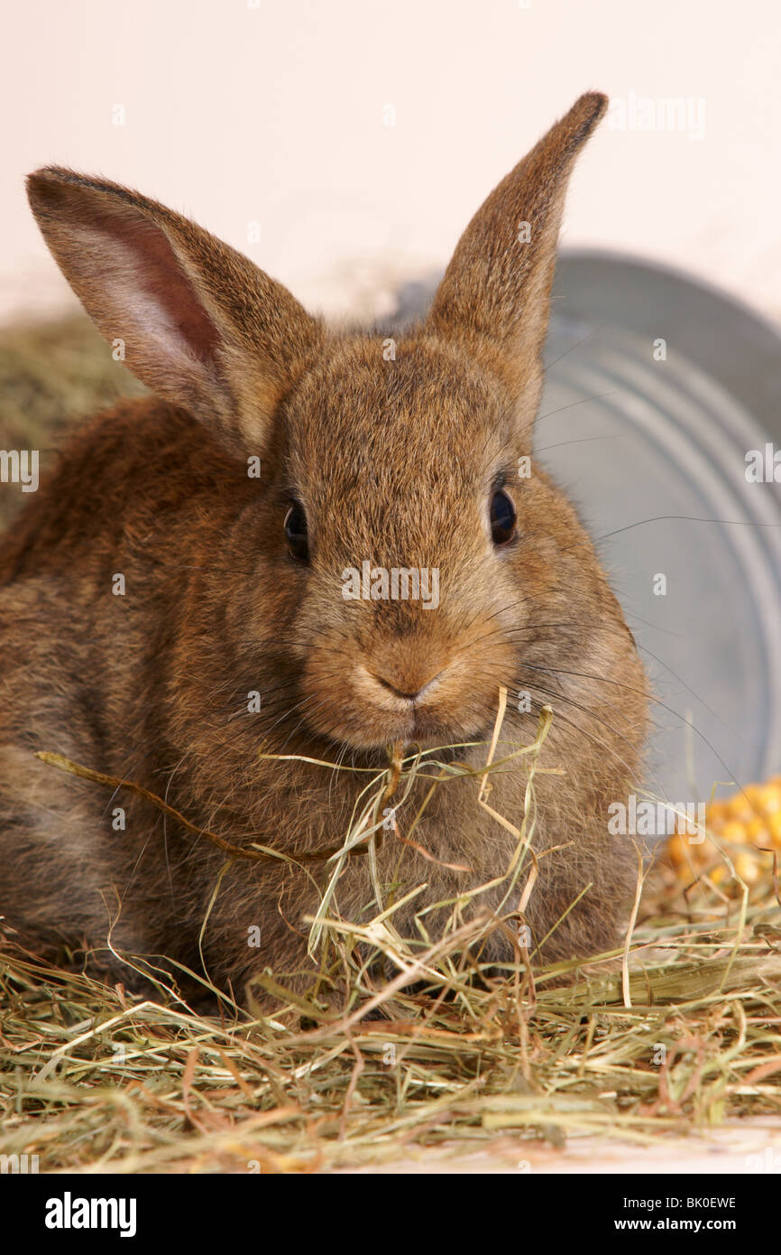young pygmy bunny Stock Photo - Alamy
