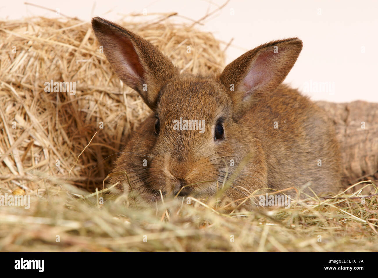young pygmy bunny Stock Photo - Alamy