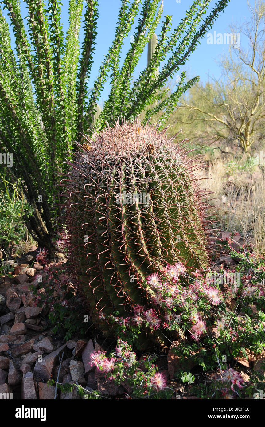 A barrel cactus and ocotillo, surrounded by Fairy Duster, (Calliandra ...
