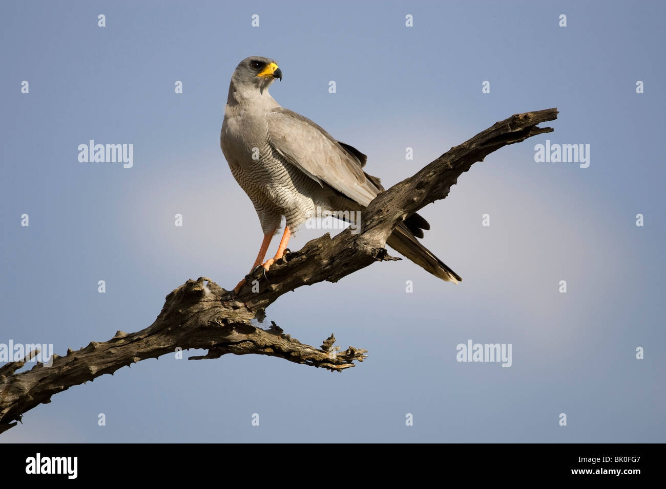Eastern Pale Chanting Goshawk - Serengeti National Park, Tanzania Stock ...