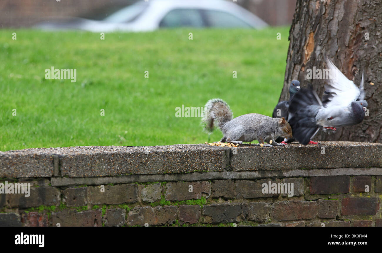 Squirrel fighting with a pigeon on a brick wall for its nuts,Kilburn ...
