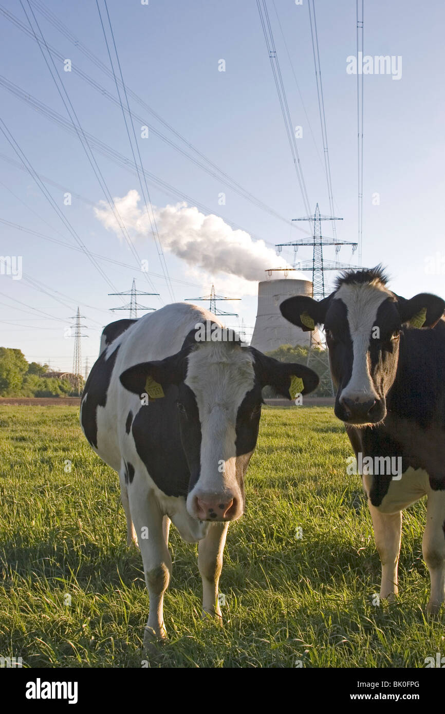 Cows with smoking cooling tower Stock Photo - Alamy