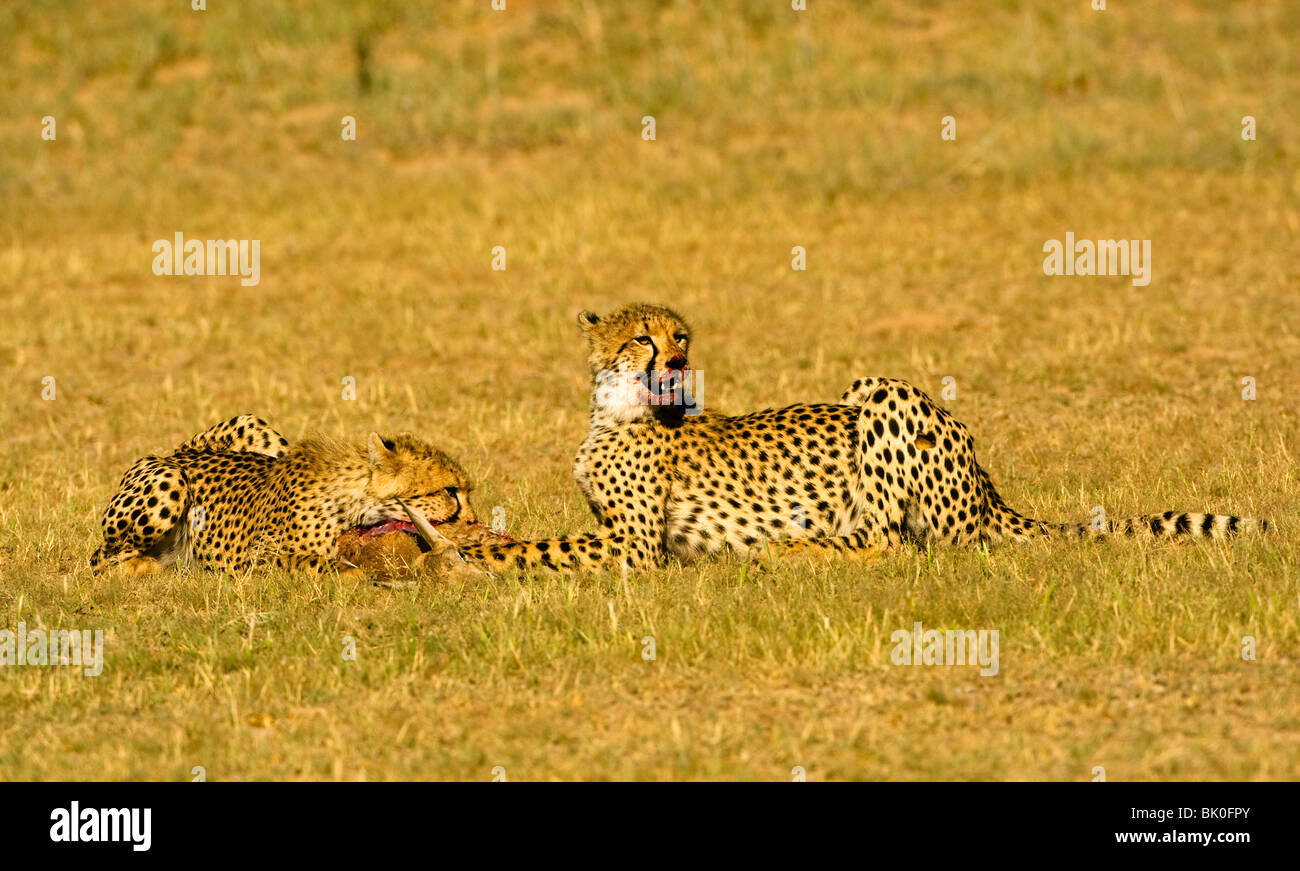 cheetahs at kill Stock Photo - Alamy