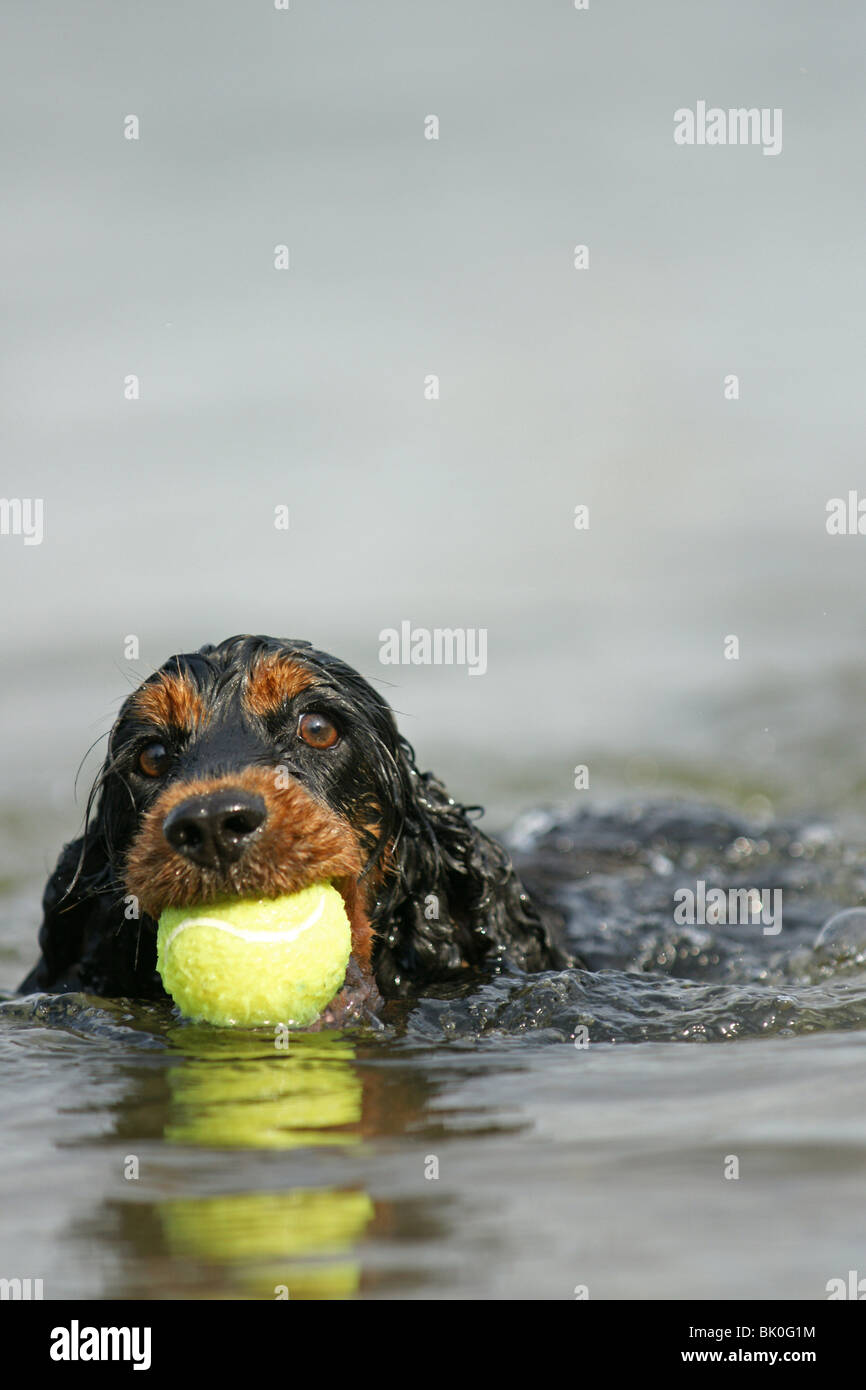 playing English Cocker Spaniel Stock Photo - Alamy