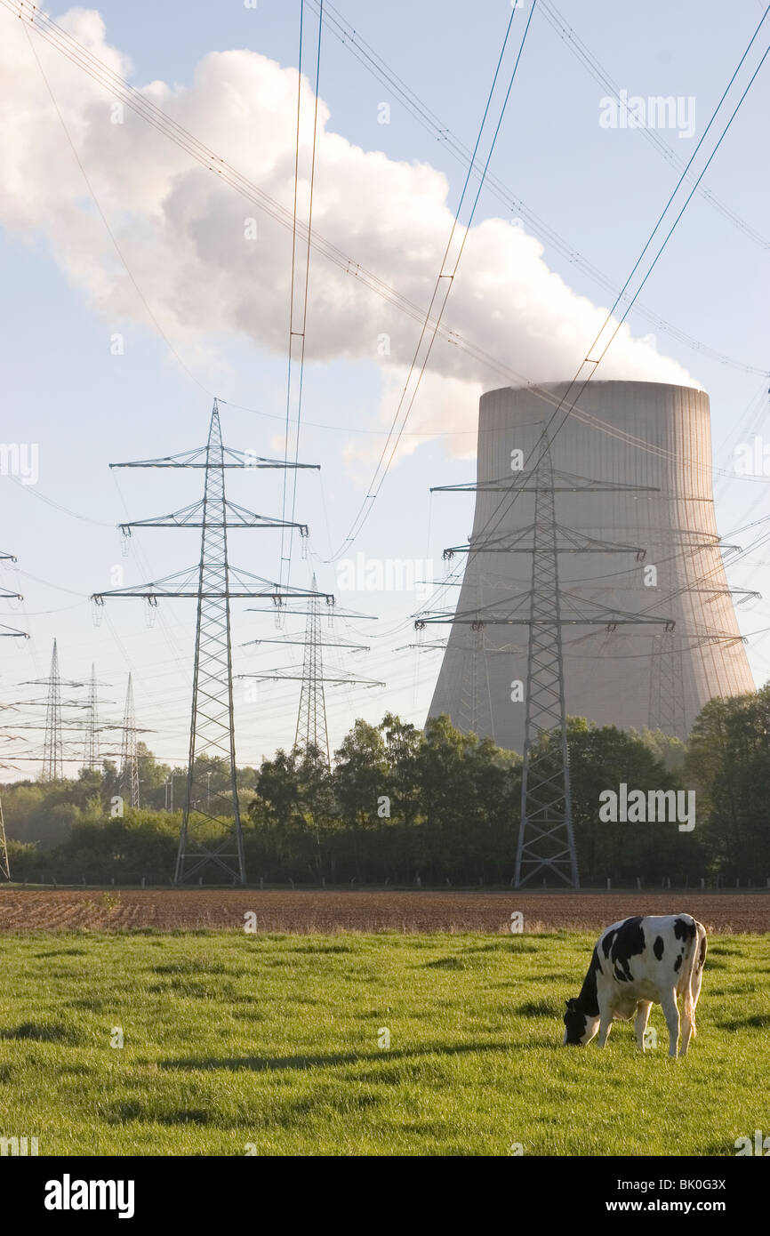 Cow with smoking cooling tower Stock Photo - Alamy