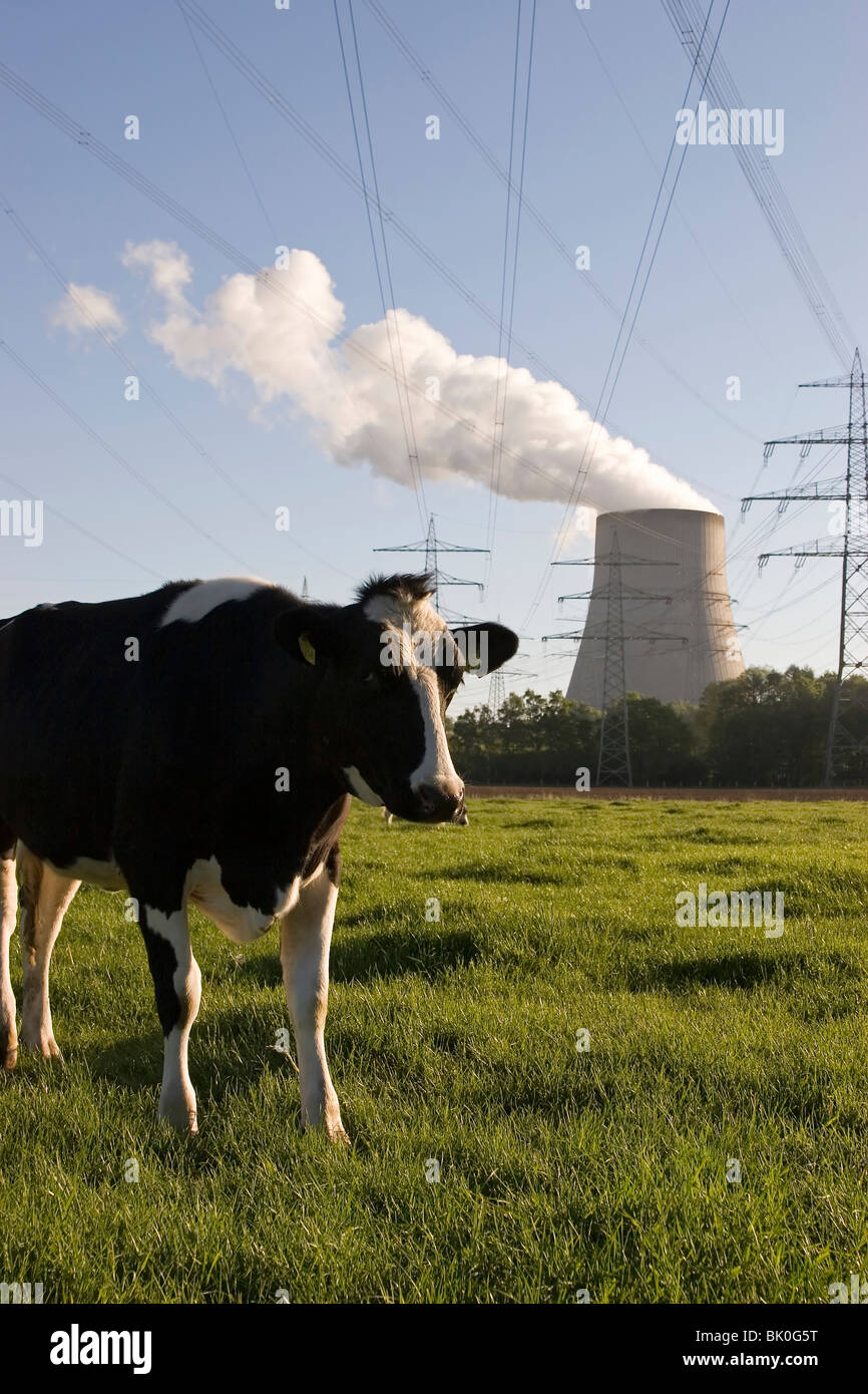 Cow with smoking cool tower and blue sky Stock Photo - Alamy
