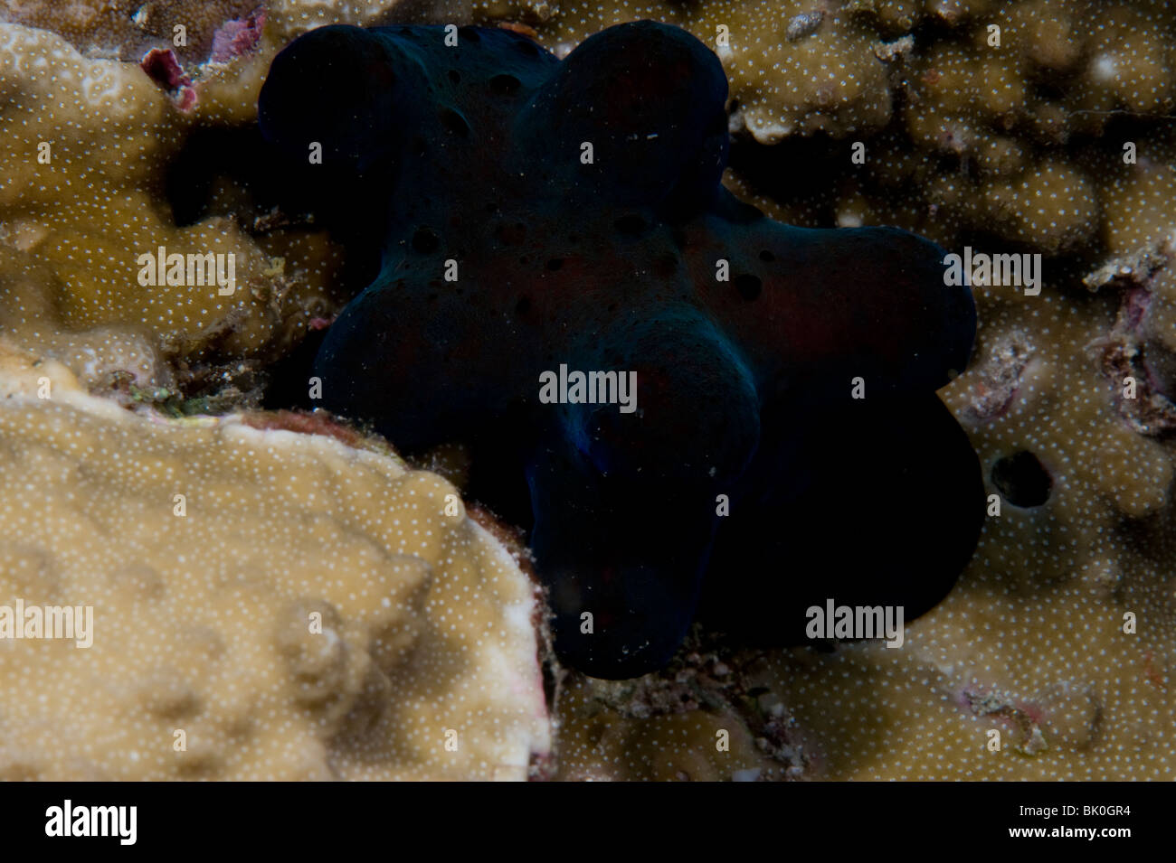 Algae invertebrate hi-res stock photography and images - Alamy
