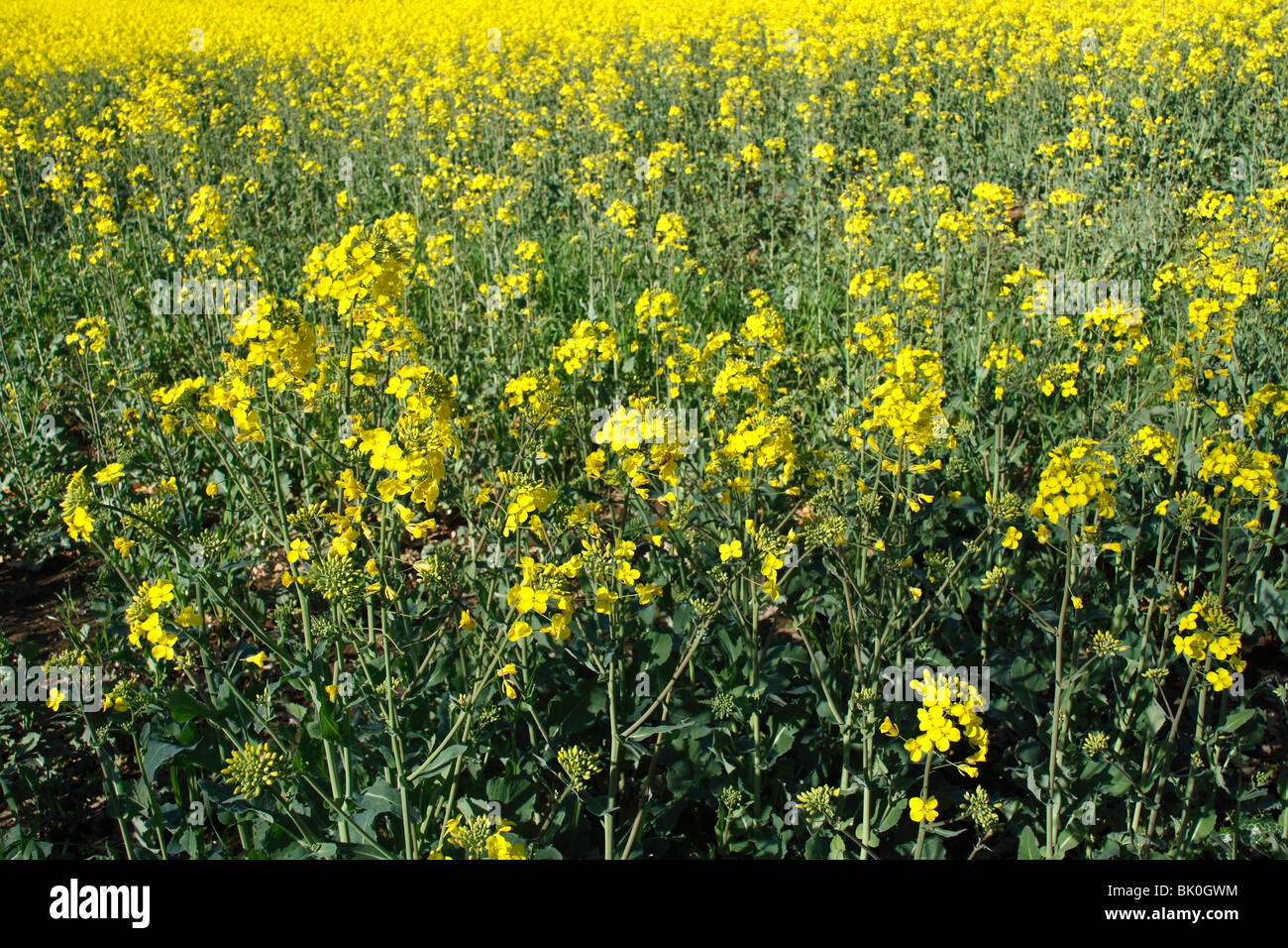 a field of rape flowers Stock Photo - Alamy