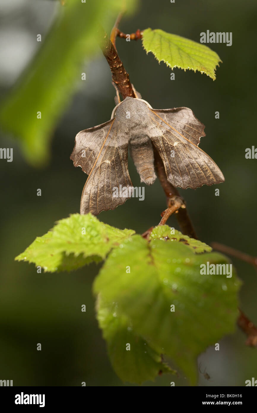 Poplar hawk moths hi-res stock photography and images - Alamy