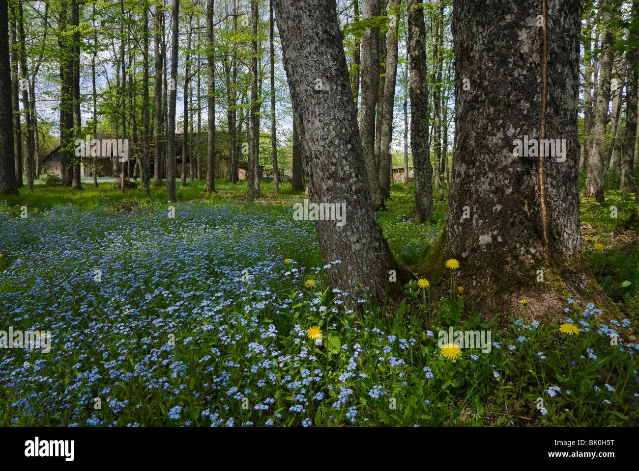 Blue flowers in spring forest in Latvia Stock Photo - Alamy