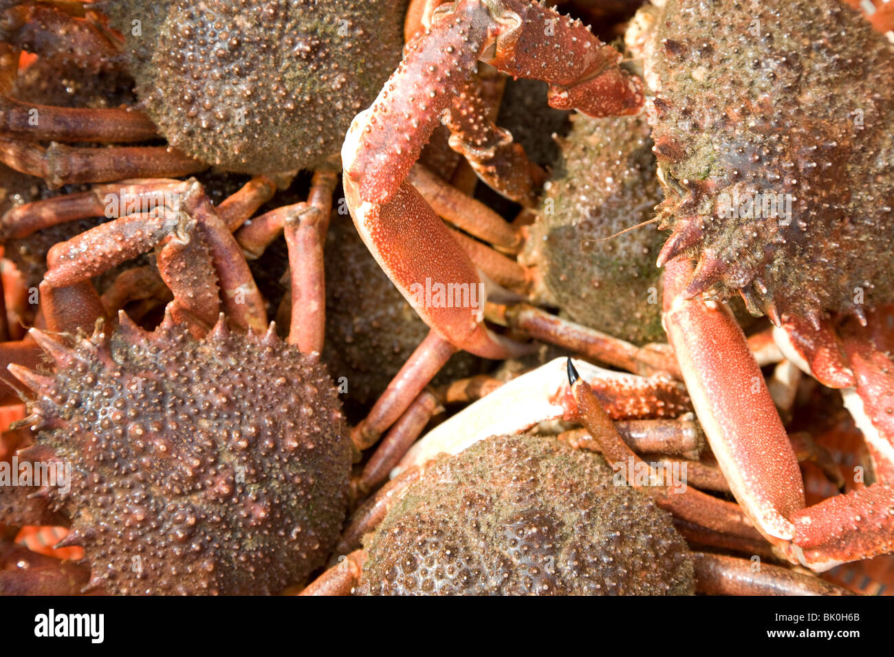Extreme Close Up Crabs Crab High Resolution Stock Photography and ...