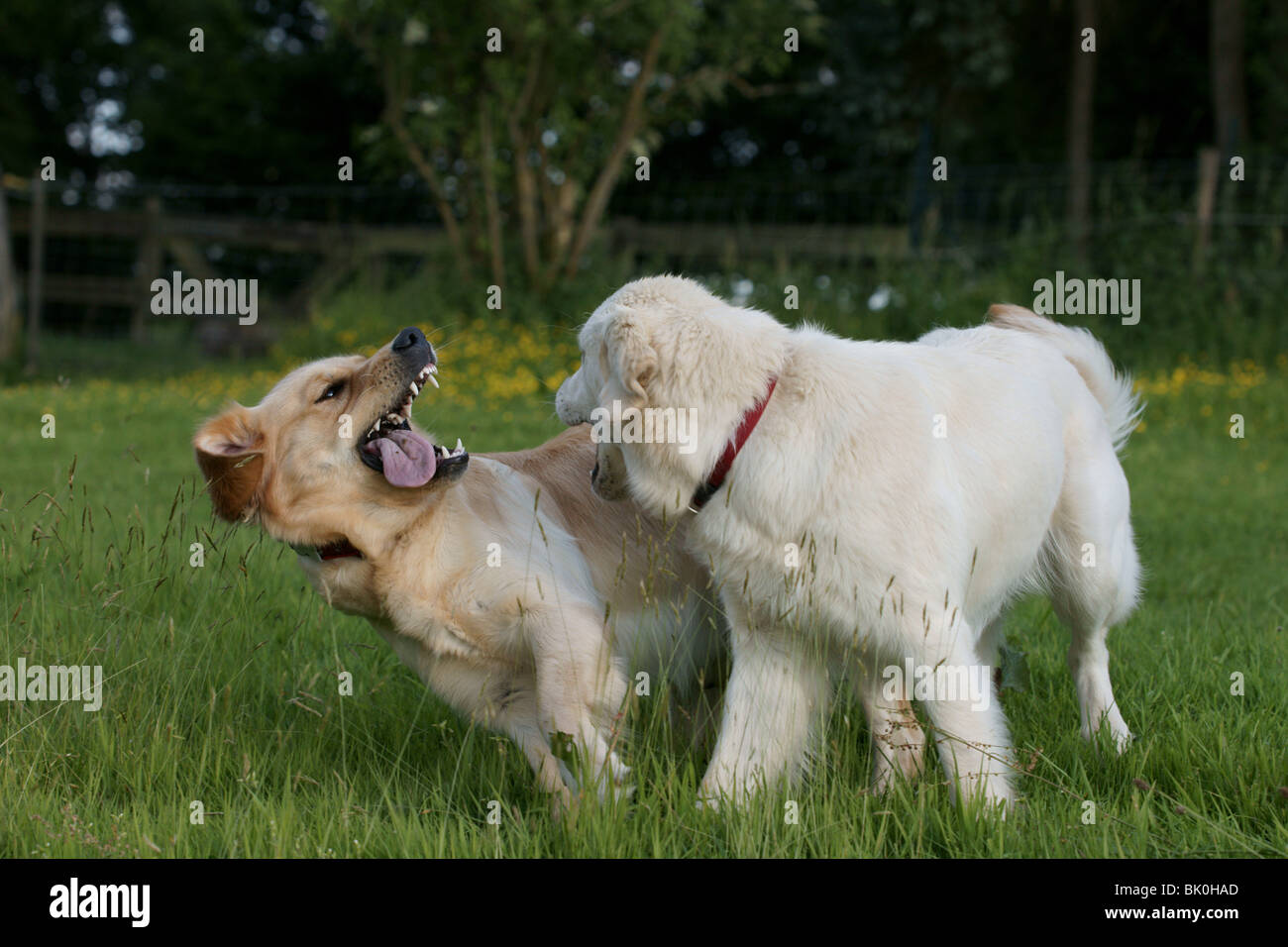 Retriever angry hi-res stock photography and images - Alamy