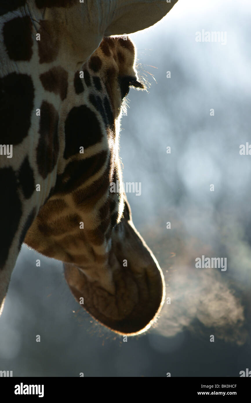 Back View Of Giraffe Head High Resolution Stock Photography and Images ...