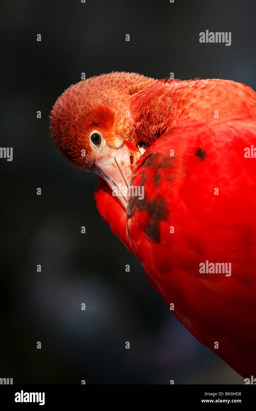 Red Scarlet Stock Photos & Red Scarlet Stock Images - Alamy