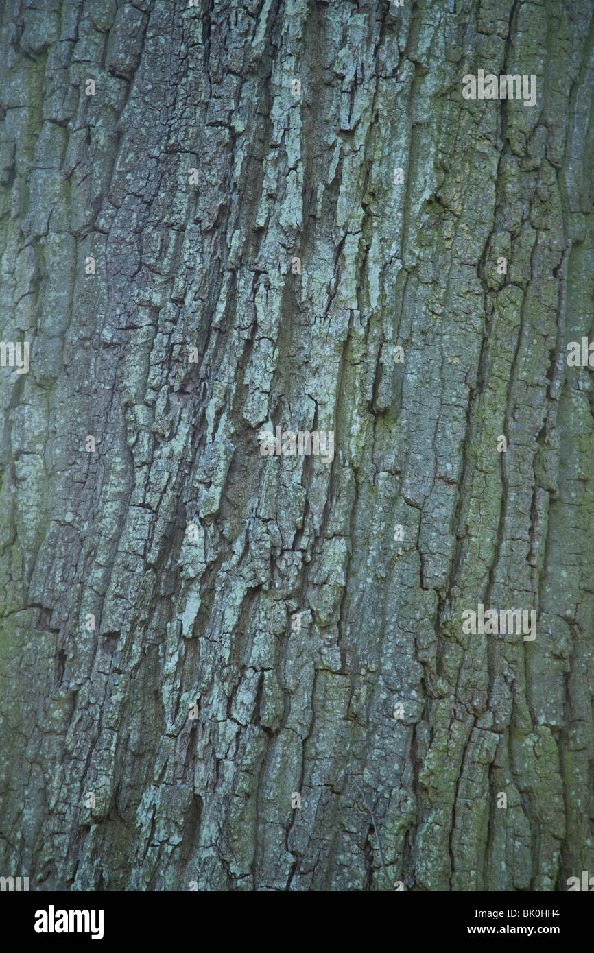 Oak tree bark, Hampshire, England Stock Photo - Alamy