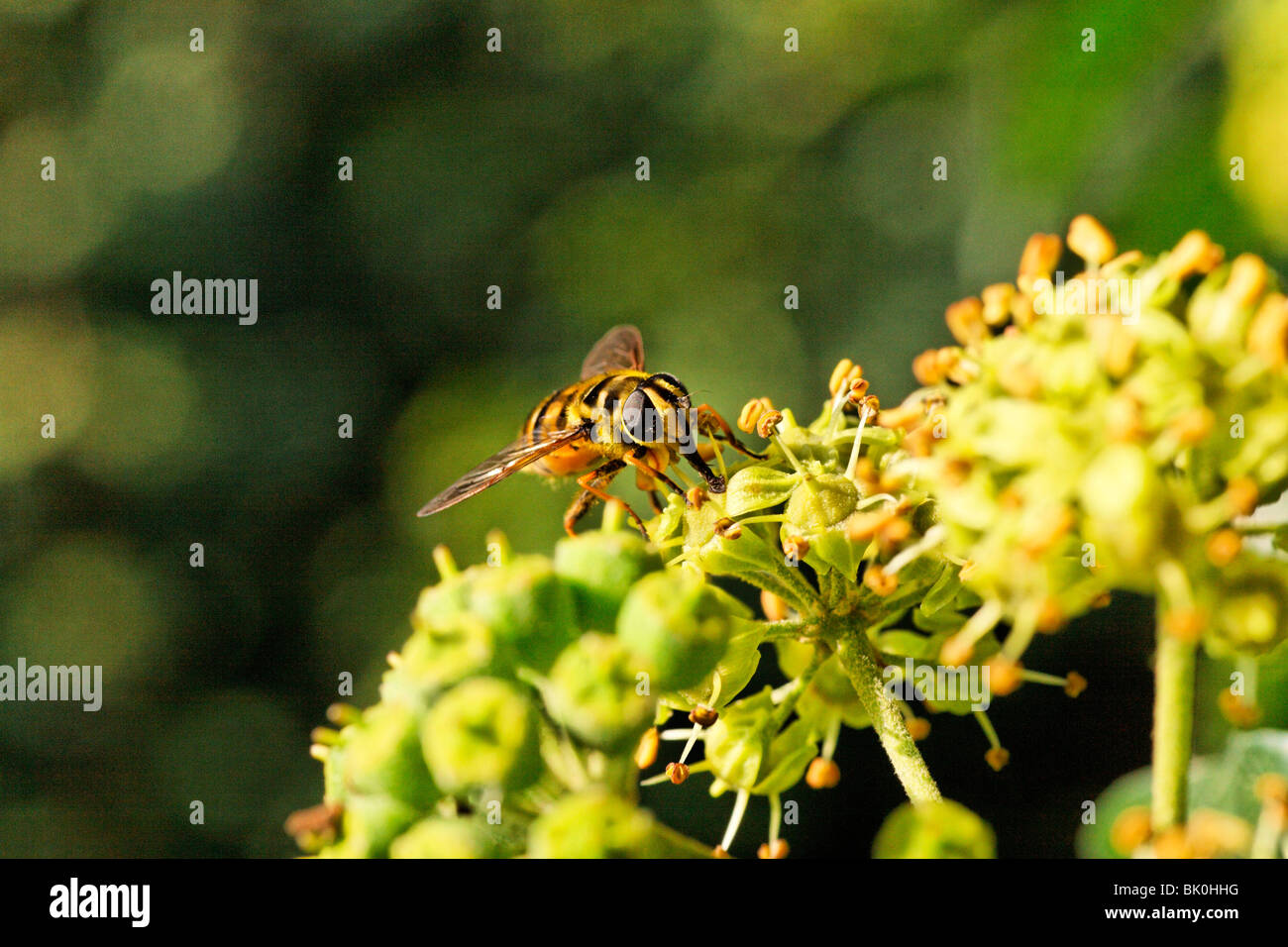 Flower ivy insects macro hi-res stock photography and images - Alamy