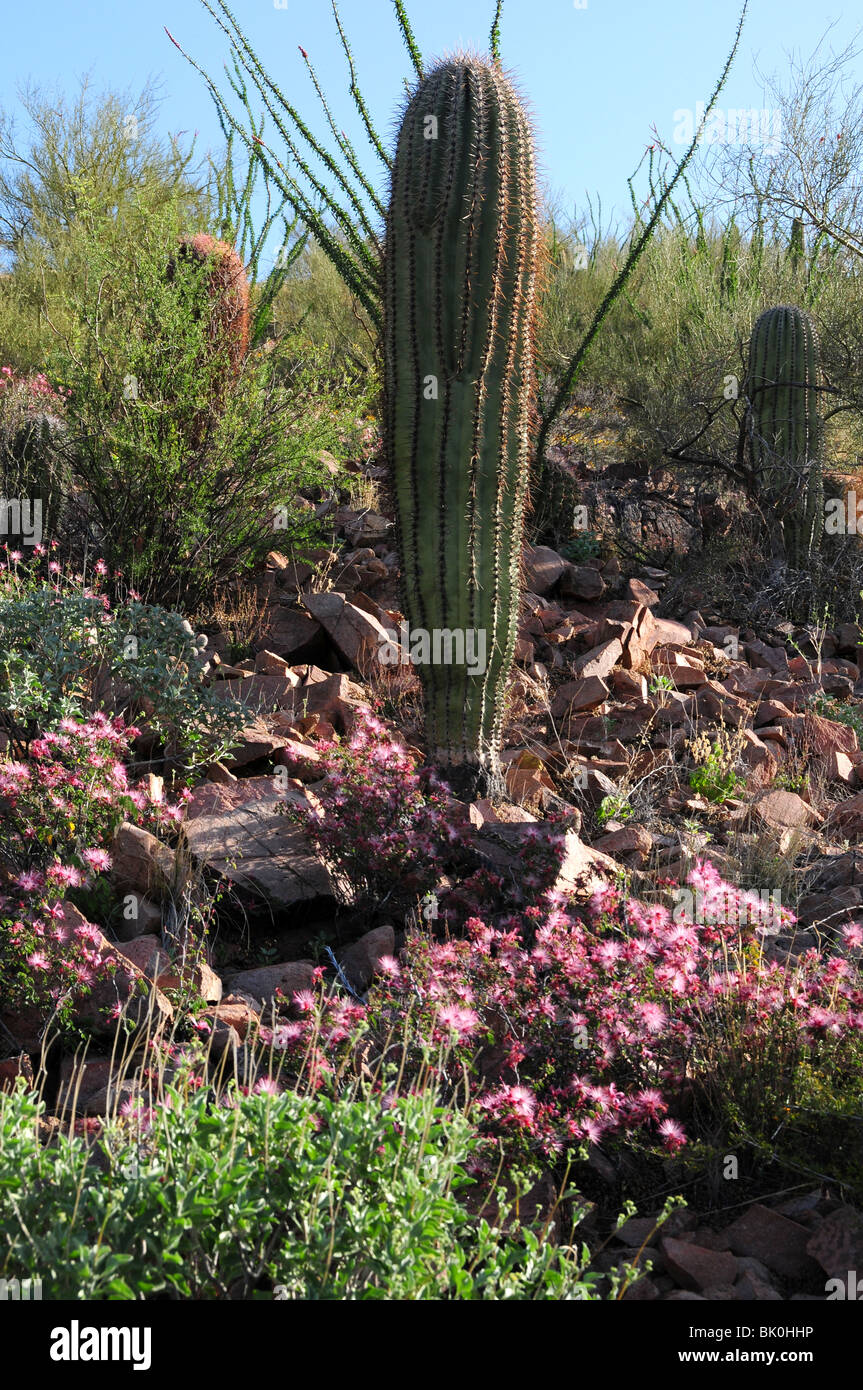 A saguaro cactus, fairy duster, and ocotillo, Tucson Mountain Park ...