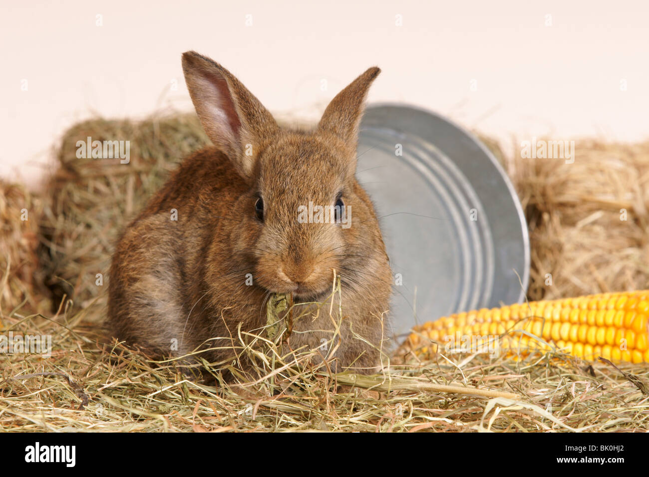 young pygmy bunny Stock Photo - Alamy