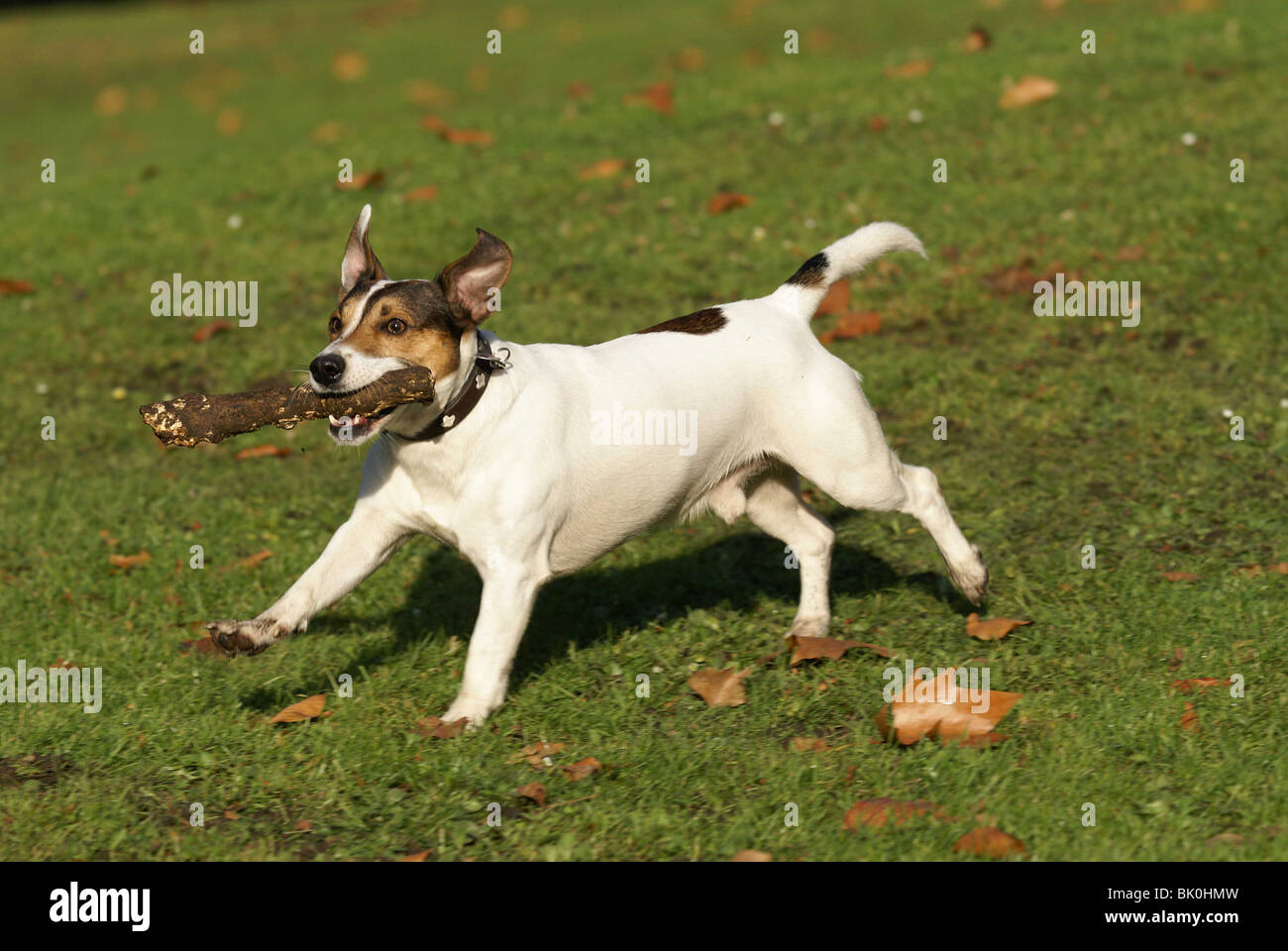 male Jack Russell Terrier Stock Photo - Alamy