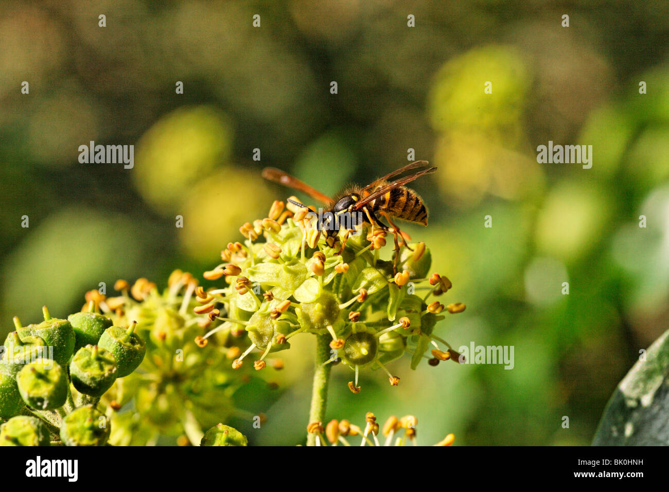 Mellinus hi-res stock photography and images - Alamy