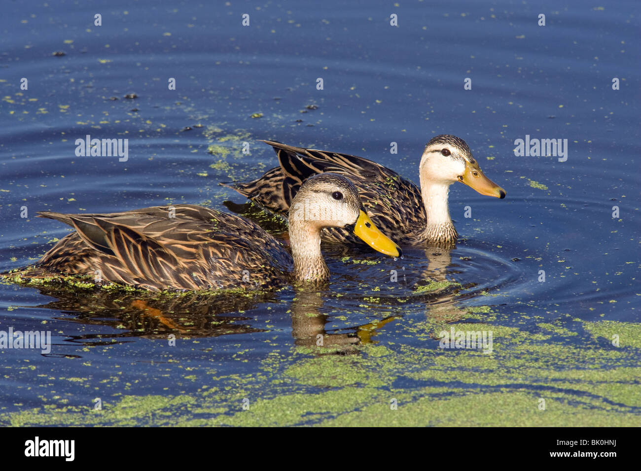Mottled duck hi-res stock photography and images - Alamy
