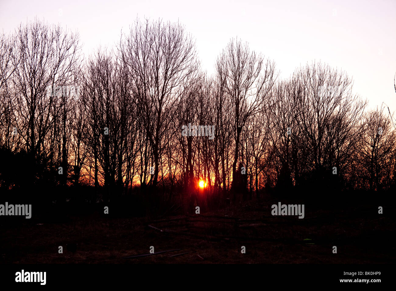 English forest sunset hi-res stock photography and images - Alamy
