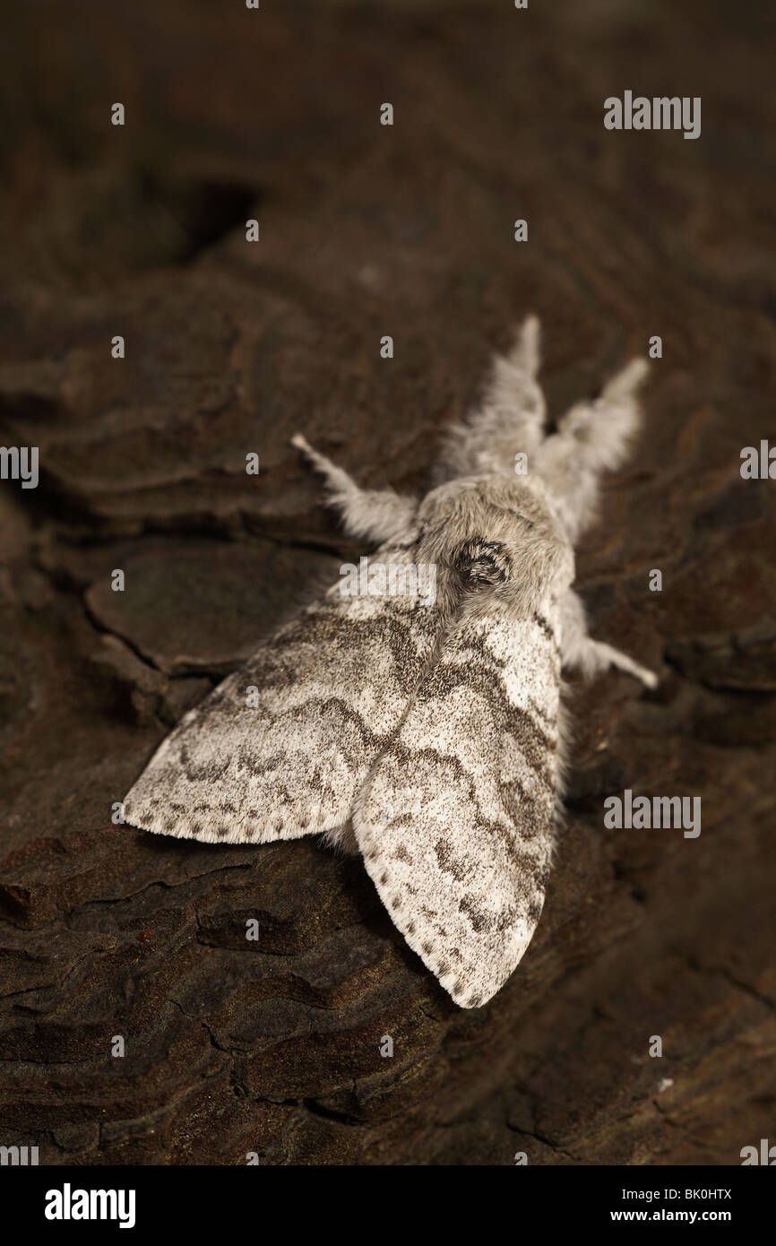 Pale Tussock (Calliteara pudibunda Stock Photo - Alamy
