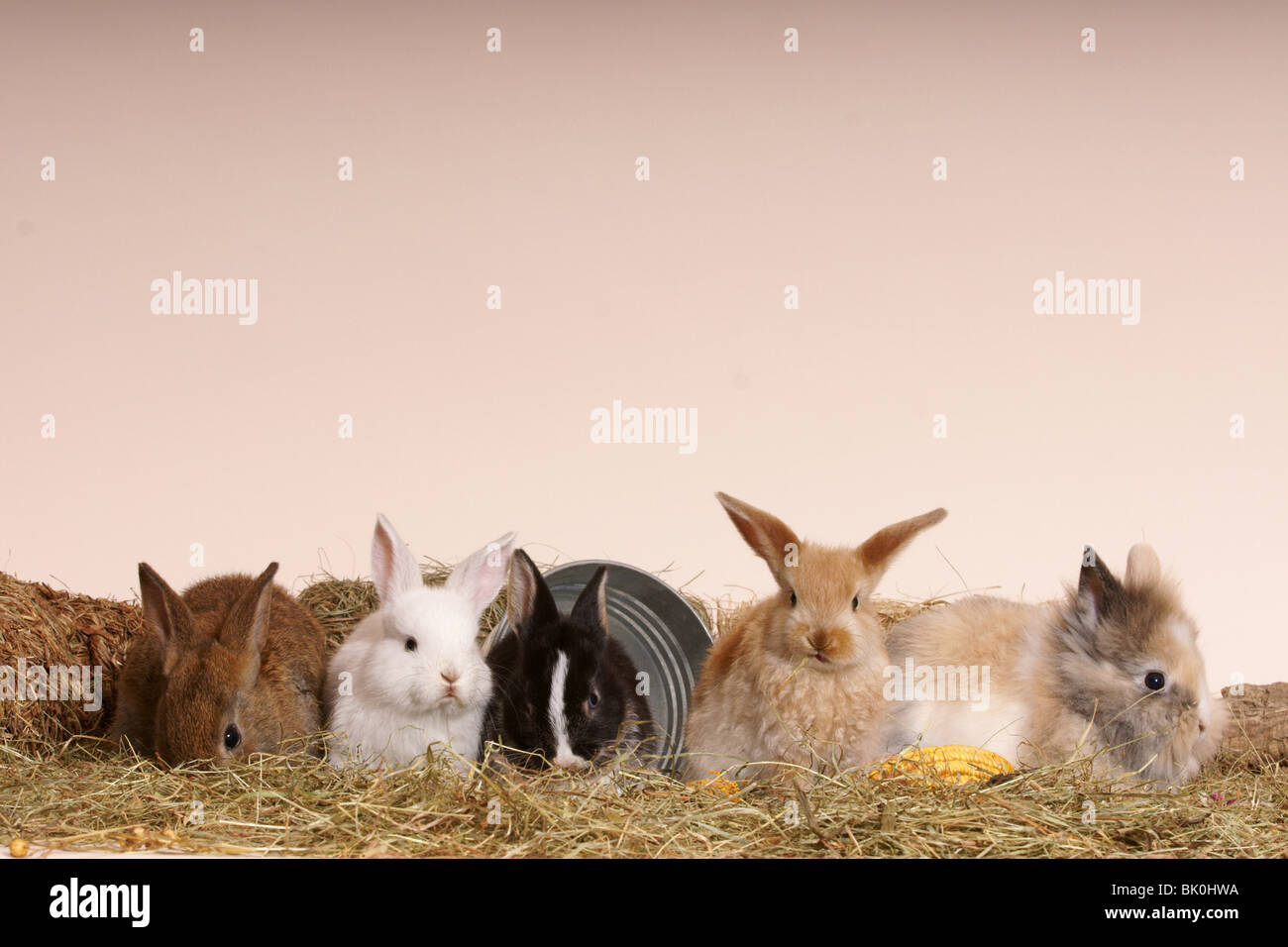 young pygmy bunnies Stock Photo - Alamy