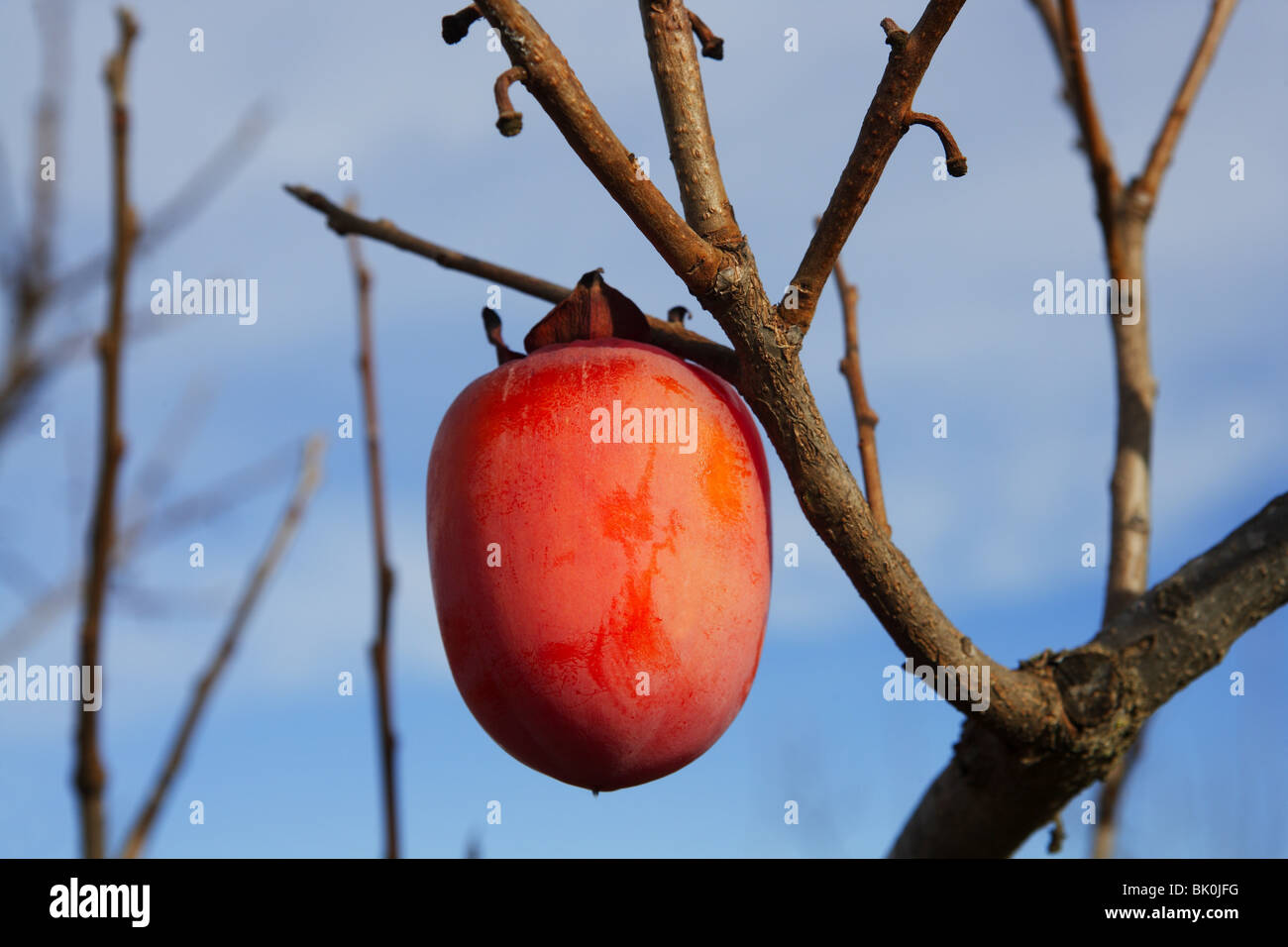 Red persimmon tree hi-res stock photography and images - Alamy