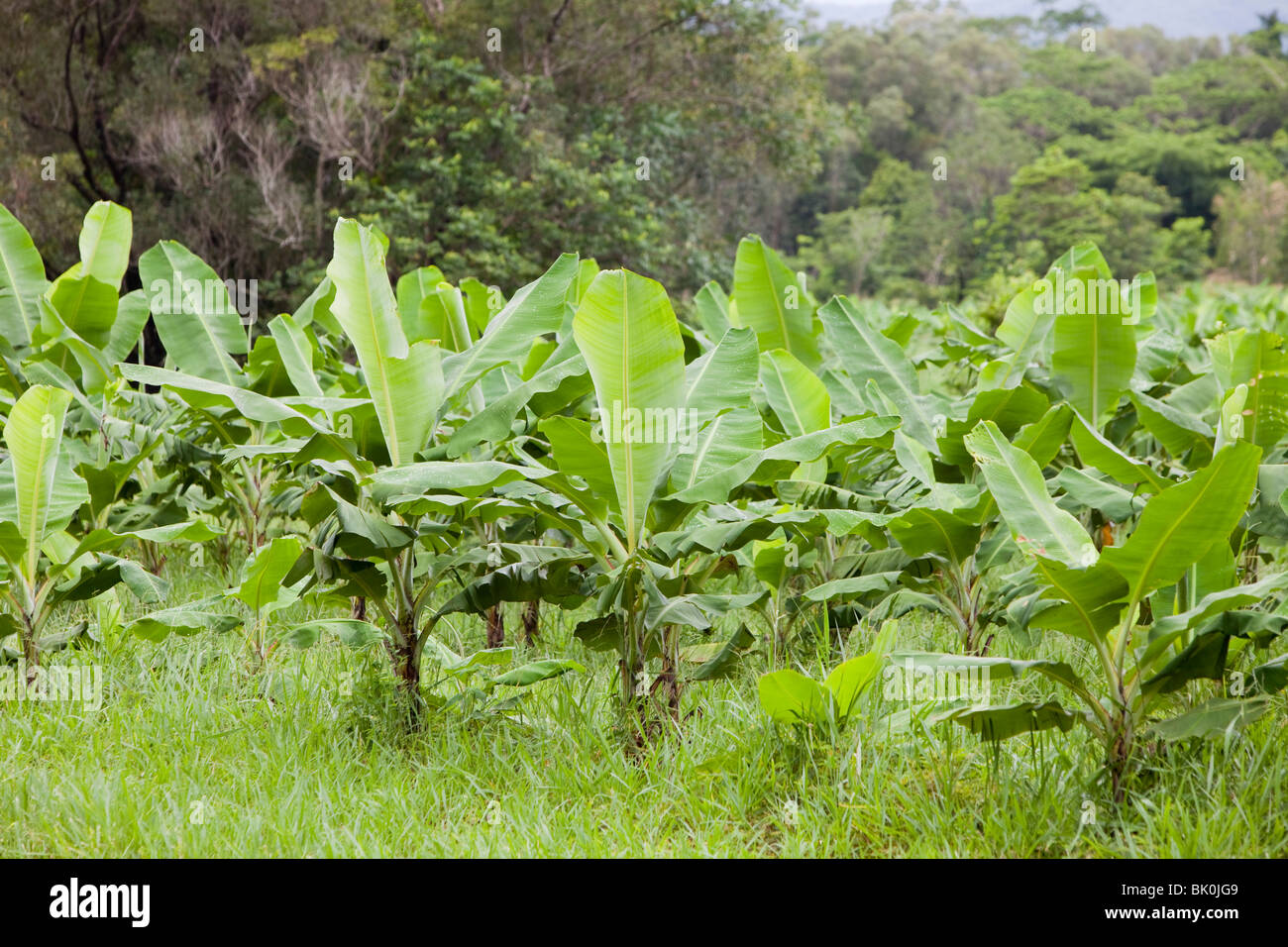 Banana plantation on formerly rain forest covered area in the Daintree ...