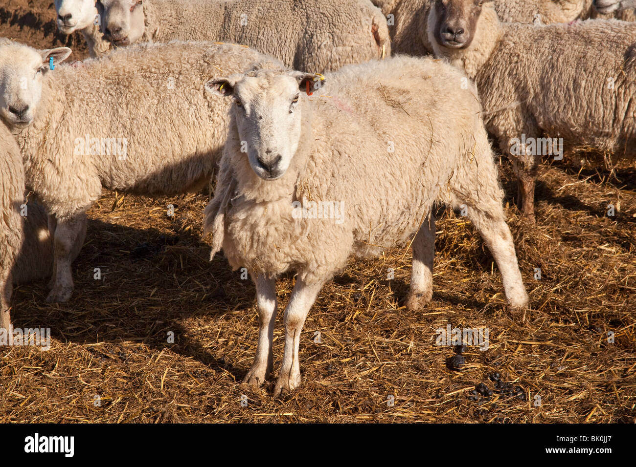 Sheep, Hampshire, England Stock Photo - Alamy