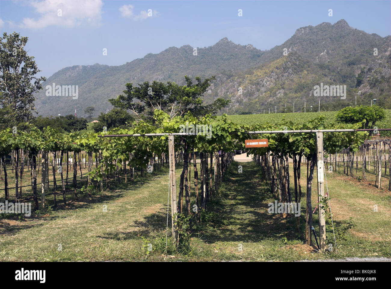 Granmonte Estate, Asoke Valley, Khao Yai, Thailand Stock Photo - Alamy