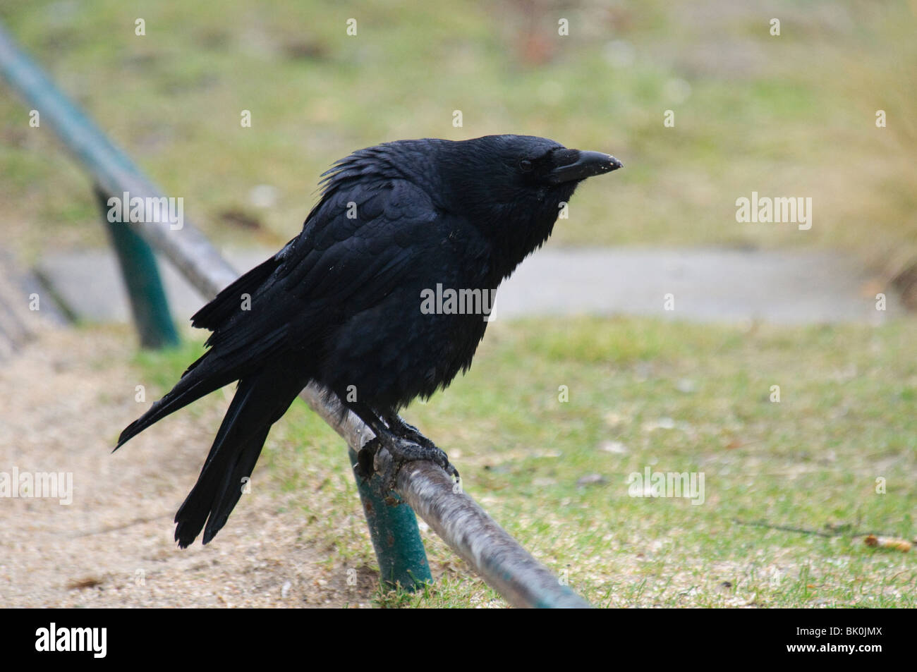 Large bird enclosure hi-res stock photography and images - Alamy