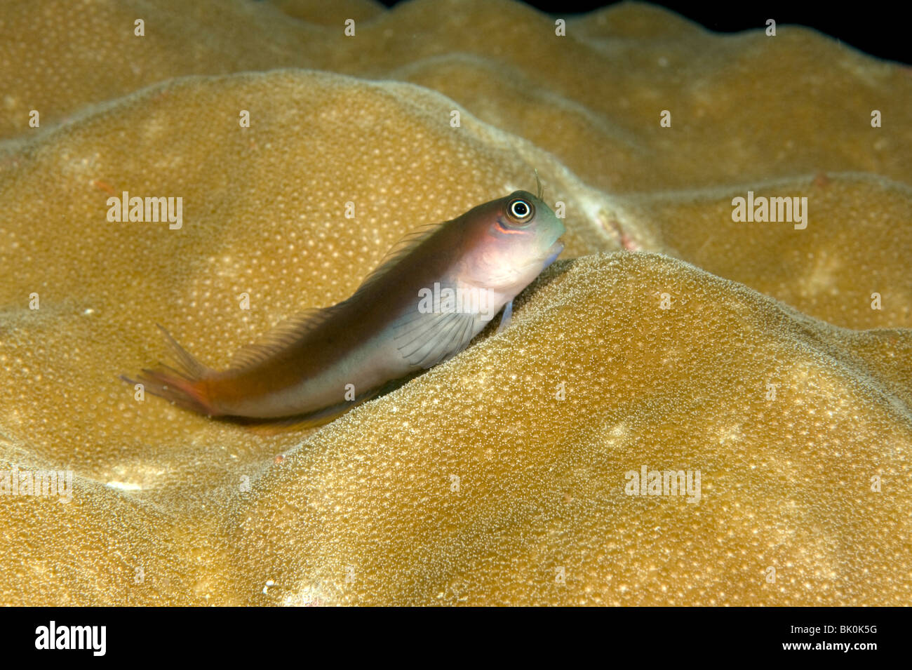 A small Blenny (Blenniidae sp) resting on hard coral, Similan Islands ...