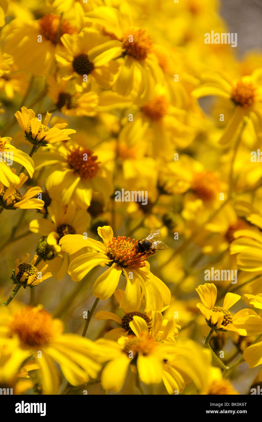 Tucson brittlebush honeybee honeybees bee bees insect insects hi-res ...