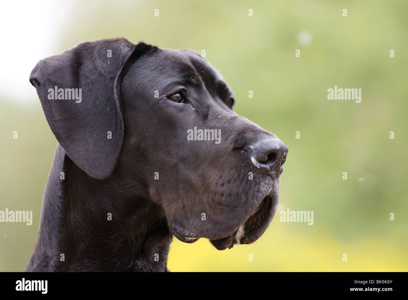Great Dane Portrait Stock Photo - Alamy